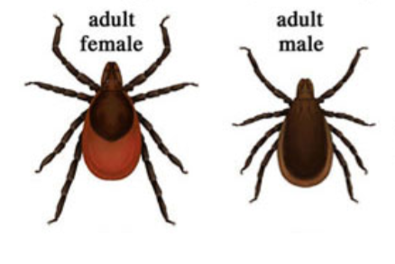 Benjamin Schmitt's Portfolio